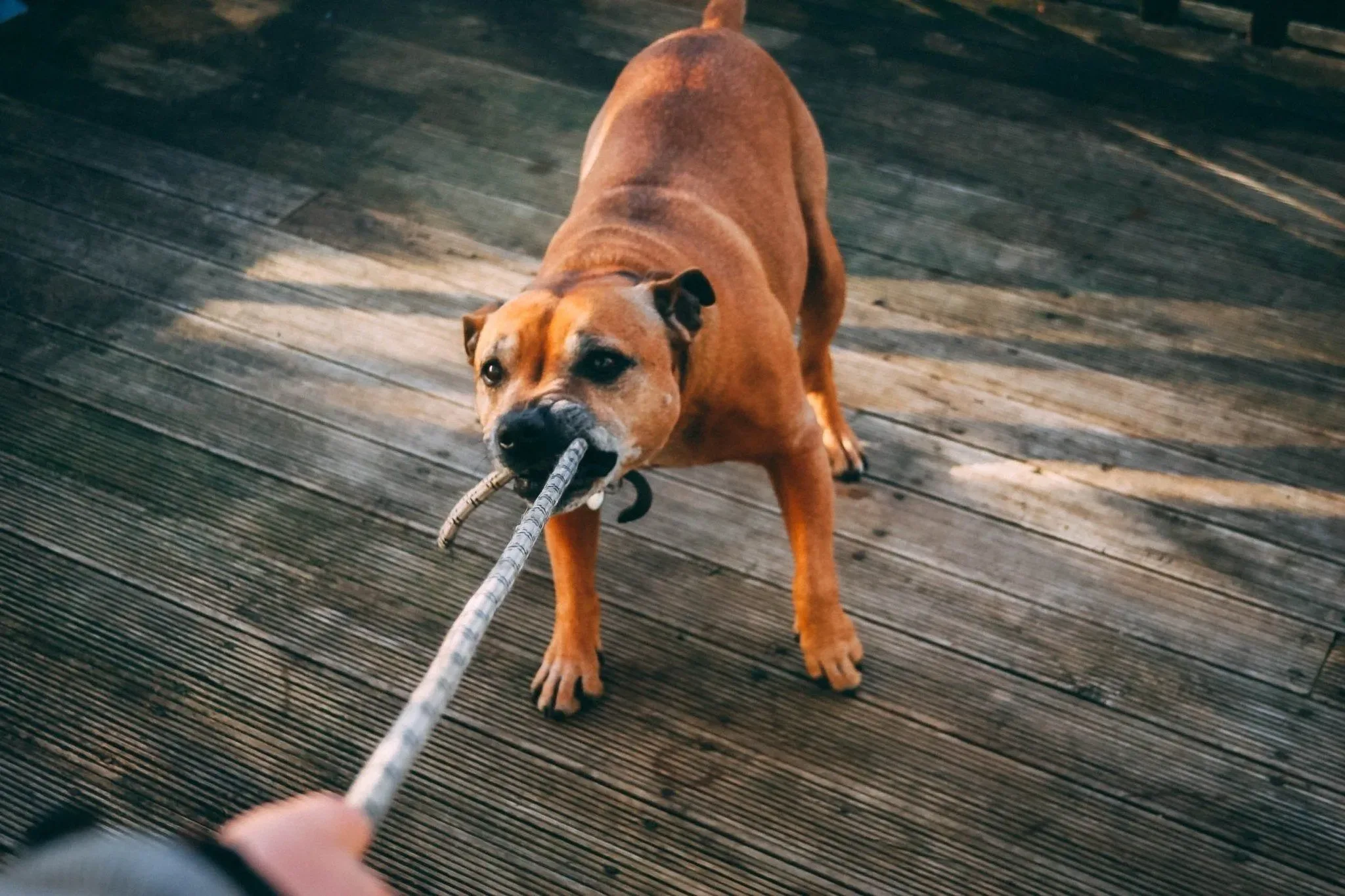 How To Deal With Aggressive Dog Behavior | Hero Pet Health